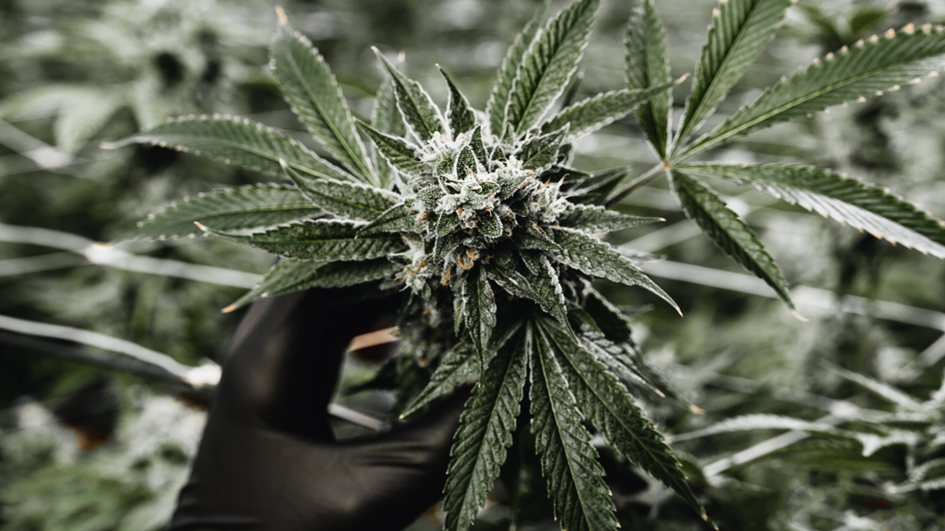 Top 10 California Cannabis Strains in 2024 | Harborside Academy